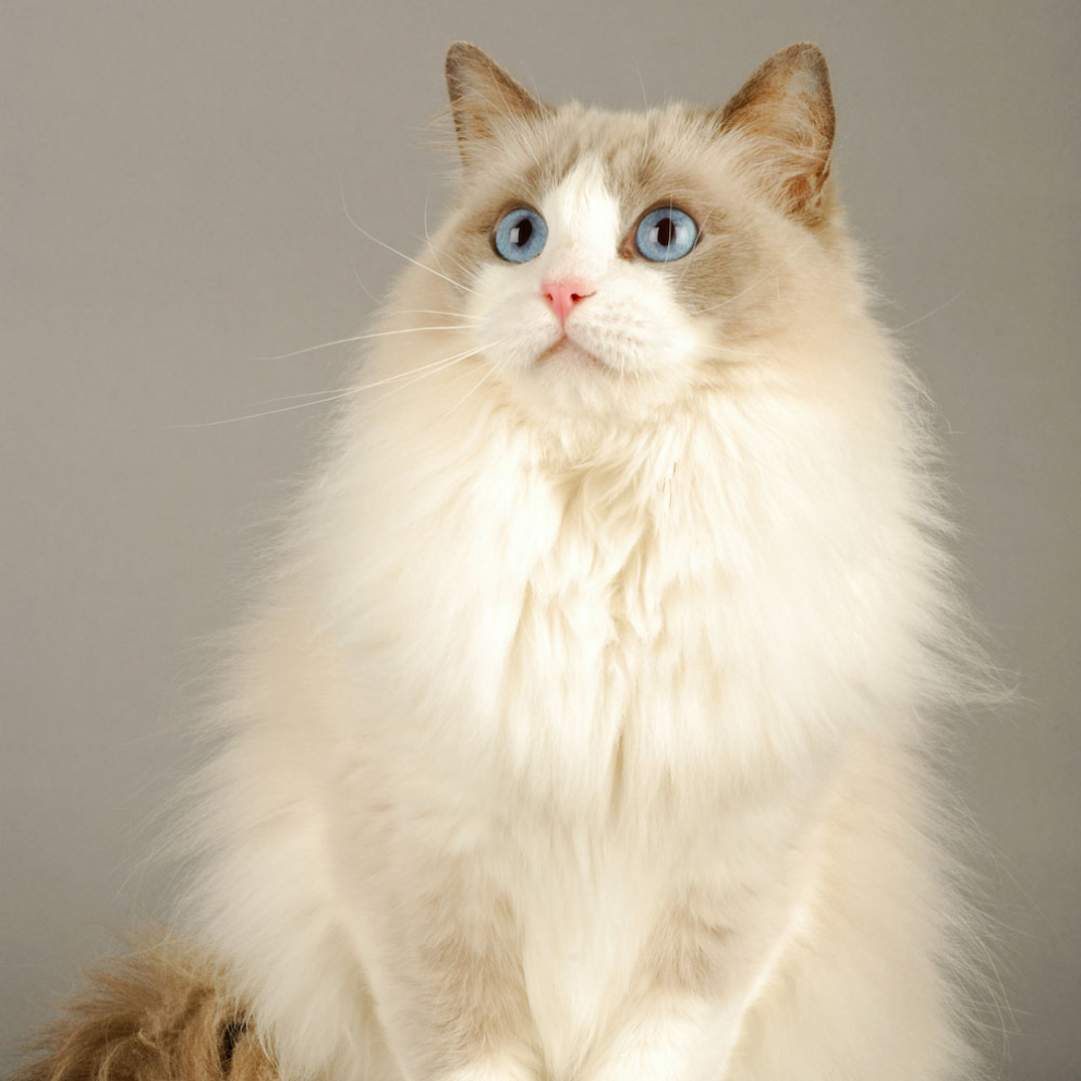 Buying Ragdoll Kittens Pricing Model