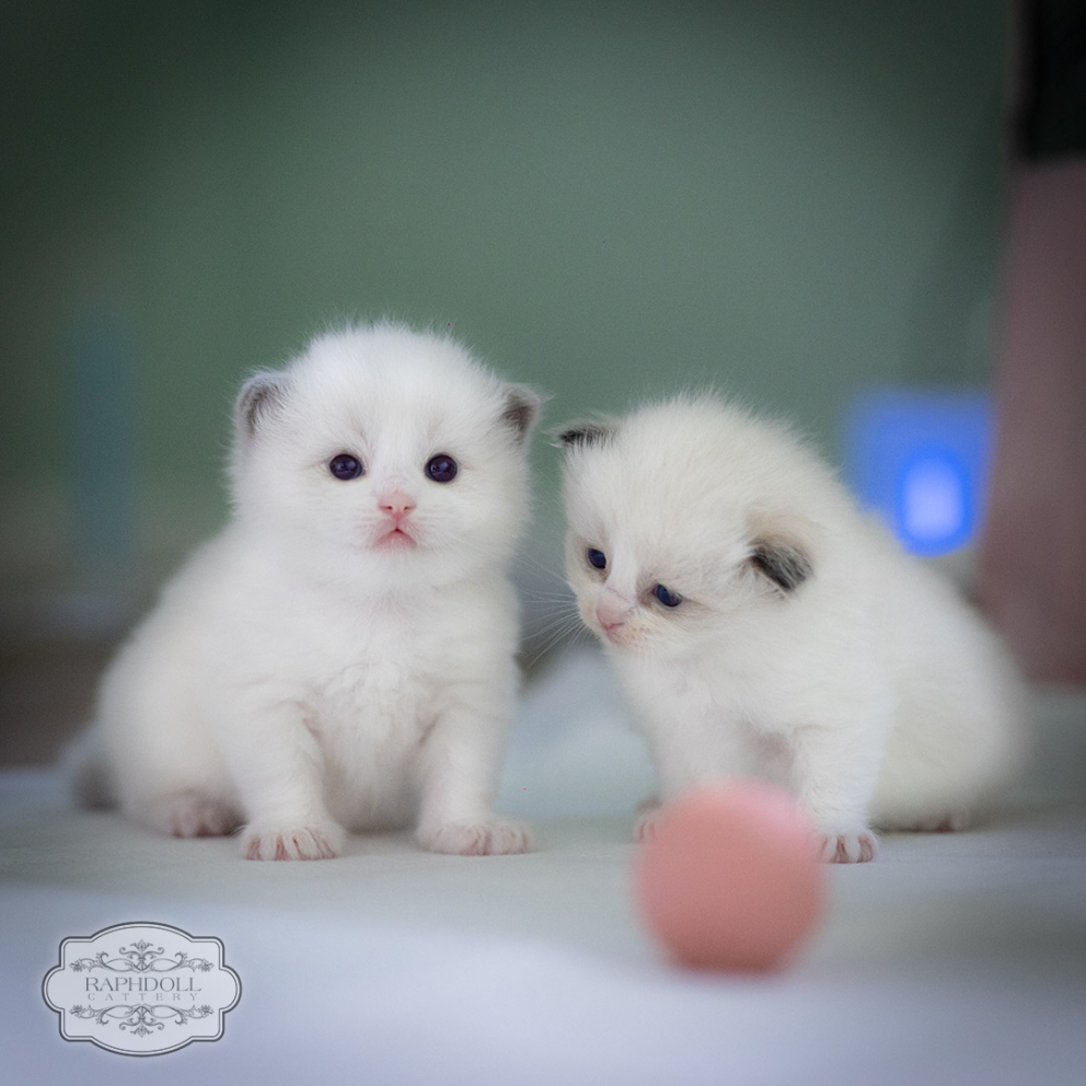 Ragdoll Cats London Cattery